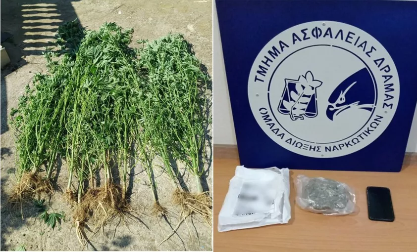 Ξάνθη: Ξεριζώθηκαν δενδρύλλια κάνναβης ύψους έως και 2,10 μέτρα! | xronos.gr